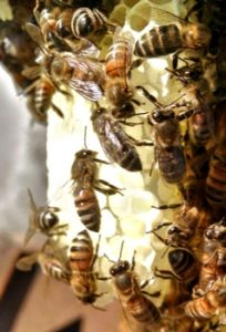 How do Bees Mate? - Backyard Beekeeping